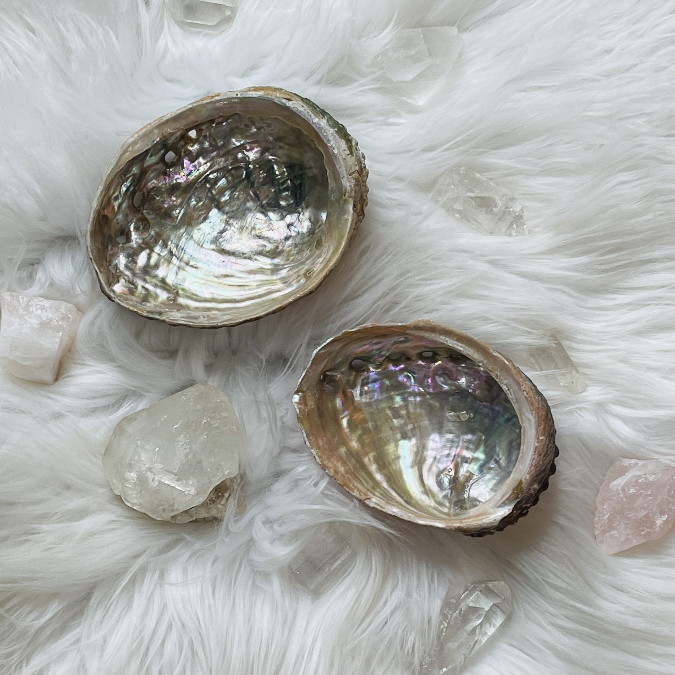 Natural Abalone Shell Sarah Belle