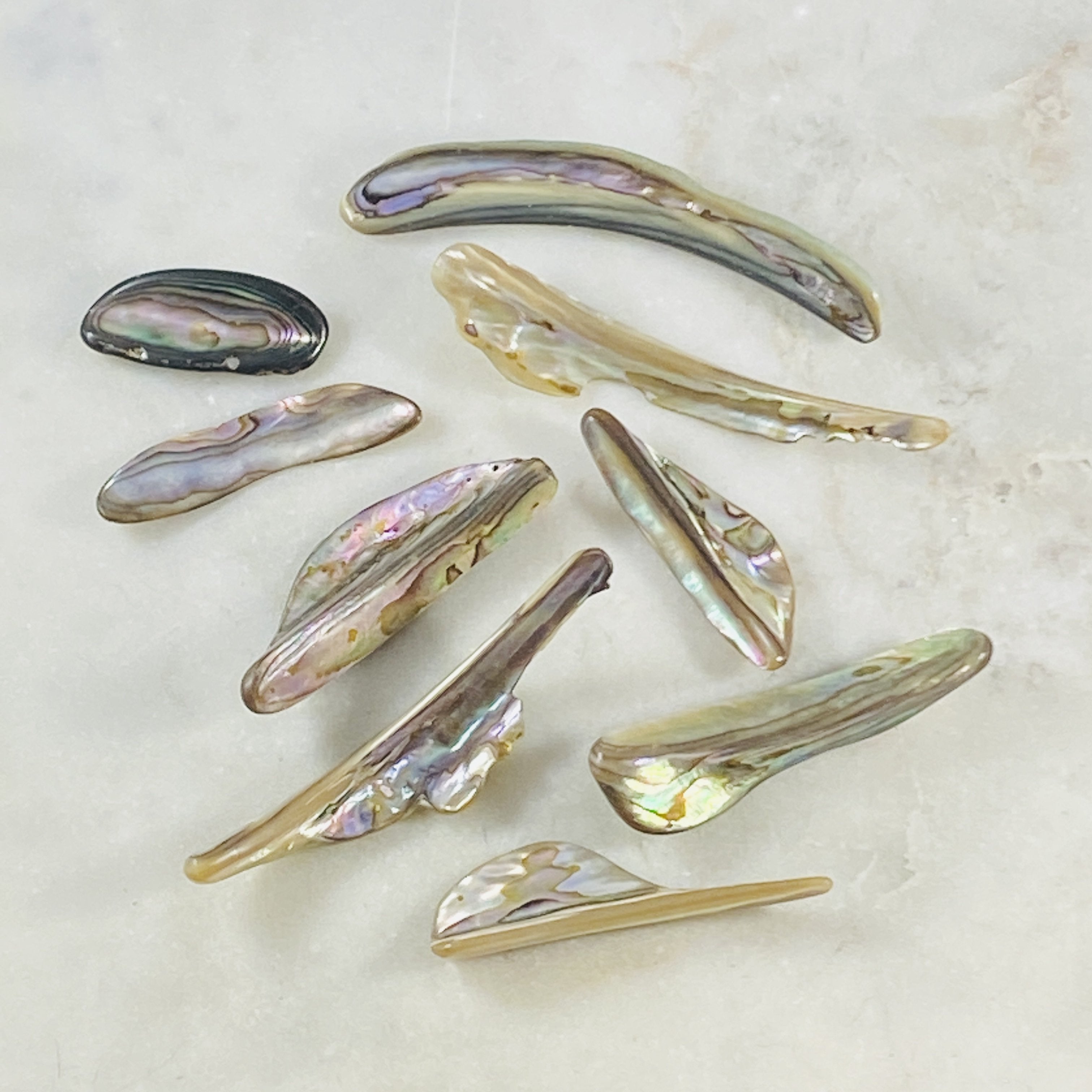 Abalone Shell Pieces Sarah Belle