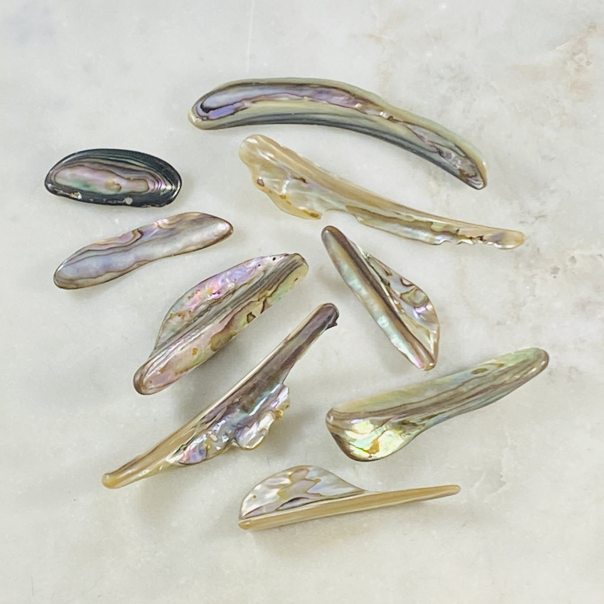 Abalone Shell Pieces Sarah Belle