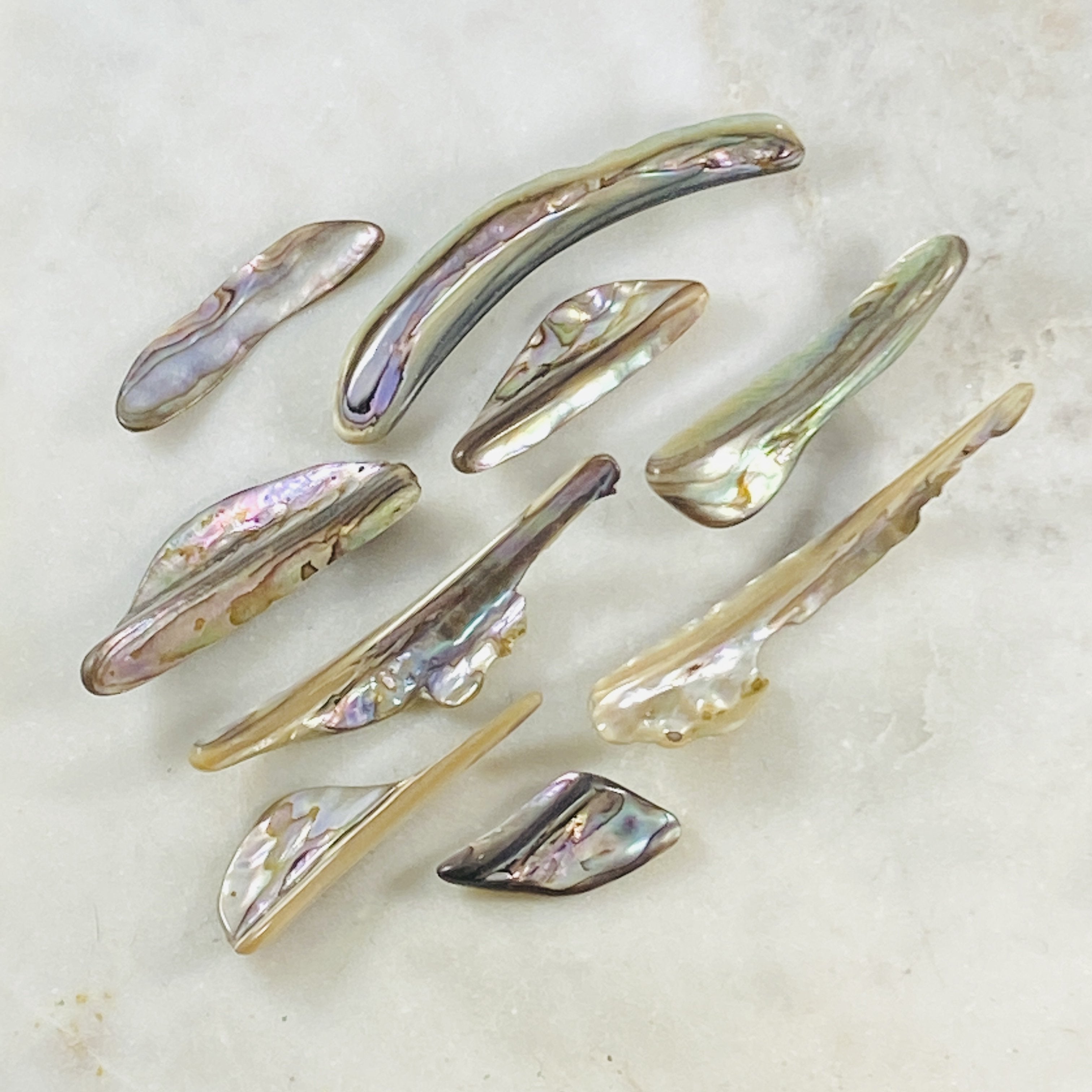 Abalone Shell Pieces Sarah Belle