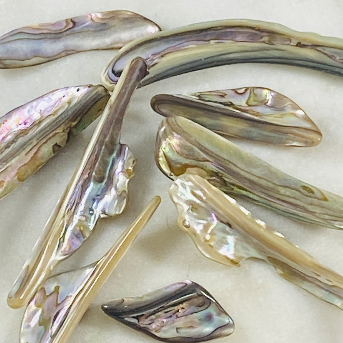 Abalone Shell Pieces Sarah Belle