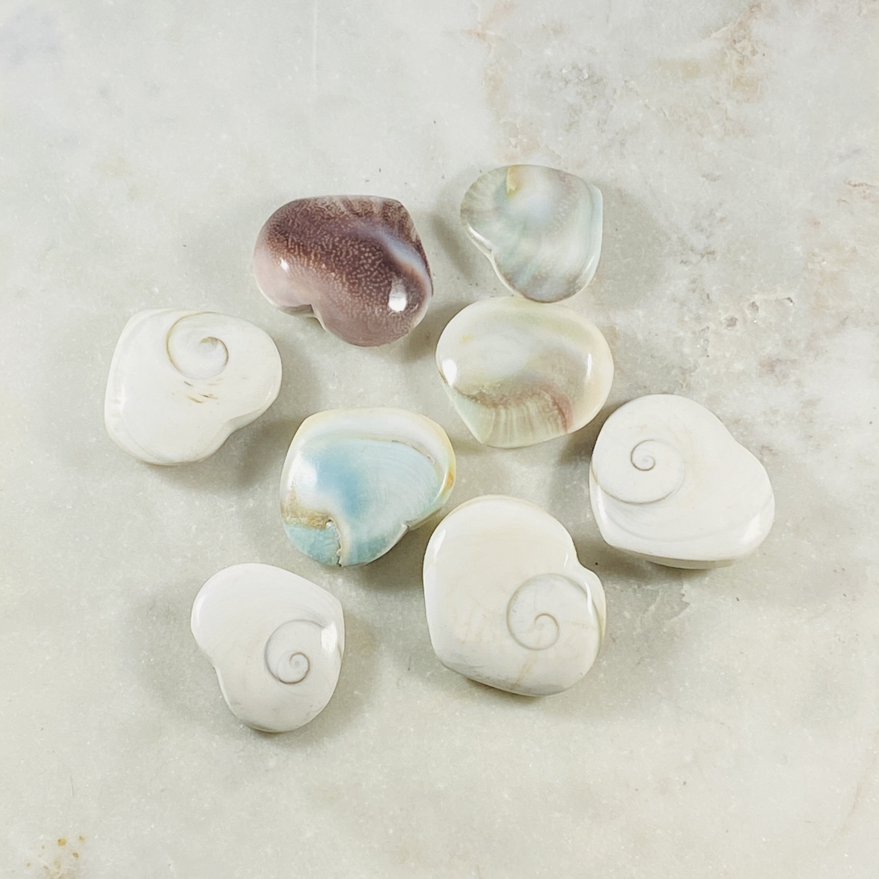 Shiva Shell Heart Sarah Belle